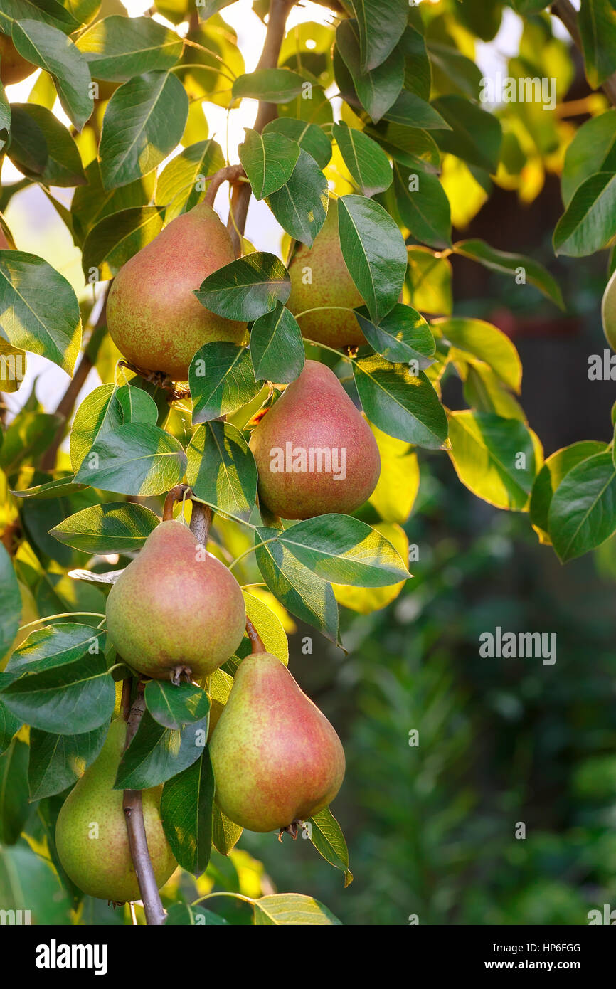 Pears on a tree branch closeup in orchard. Pear fruit on the tree in ...