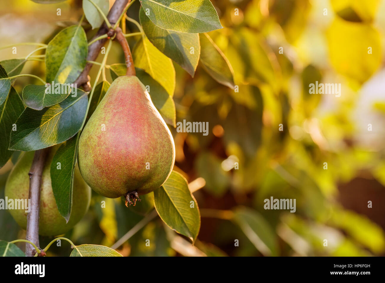 Pears on a tree branch closeup in orchard. Pear fruit on the tree in ...