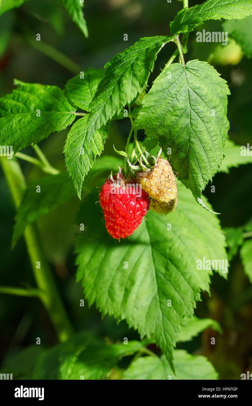 closeup of the ripe and unripe raspberry in the fruit garden. Growing ...