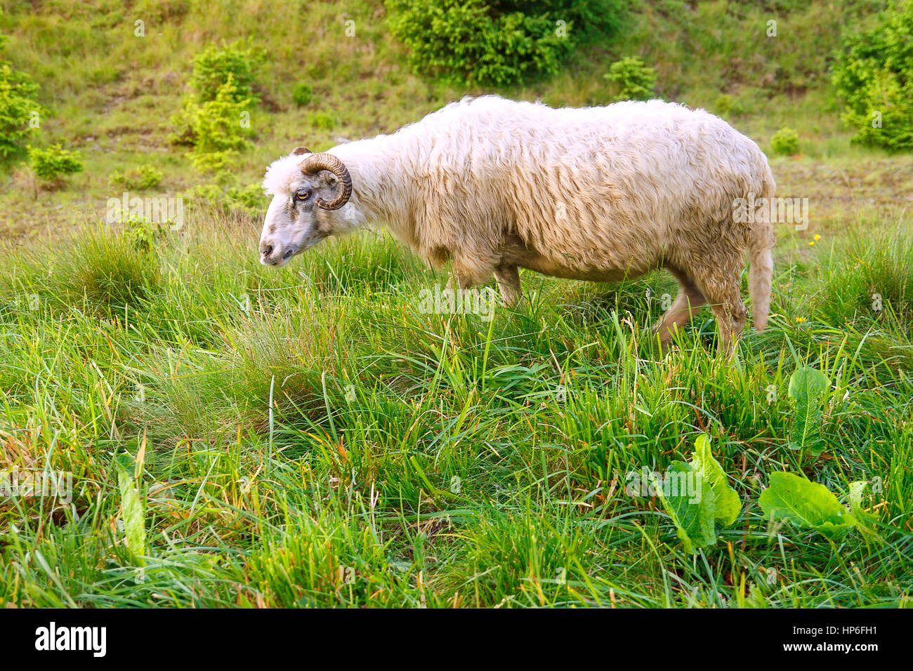 one sheep in the field. One white sheep eats green grass at farm. One ...