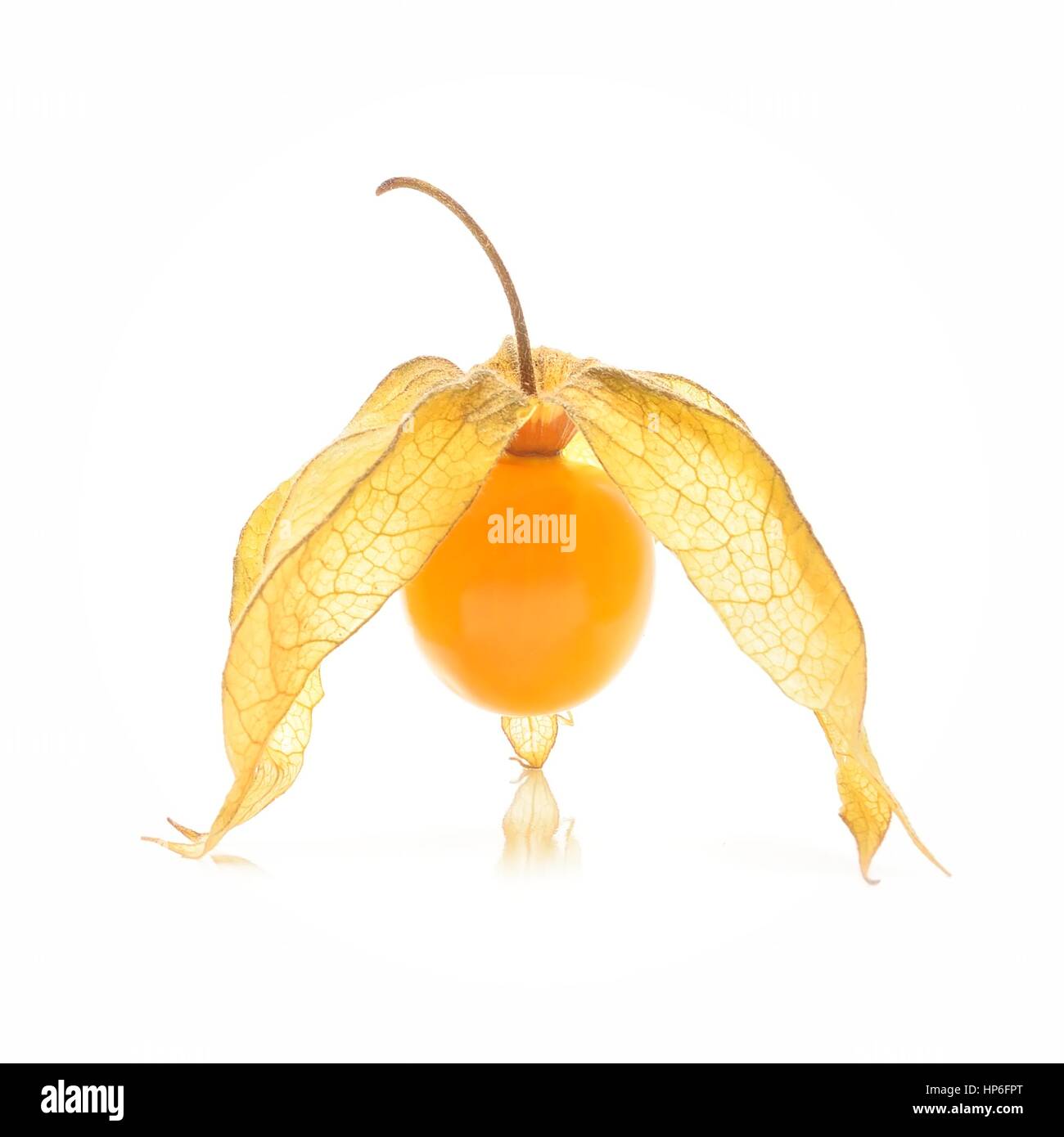 physalis isolated on white background Stock Photo - Alamy