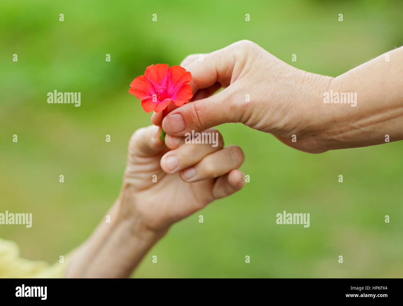 Dementia flower hi-res stock photography and images - Alamy