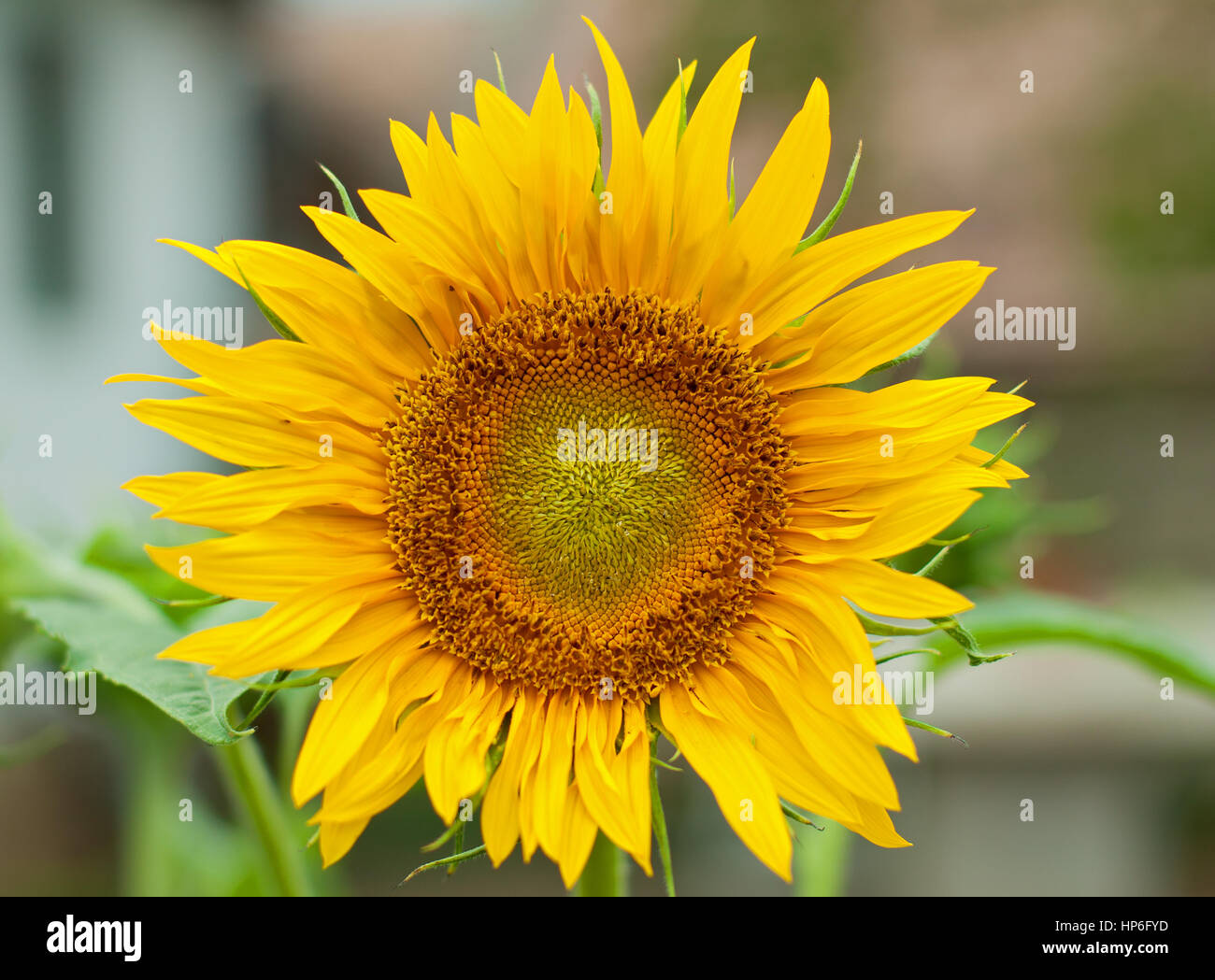 Picture of a beautiful yellow sunflower Stock Photo - Alamy