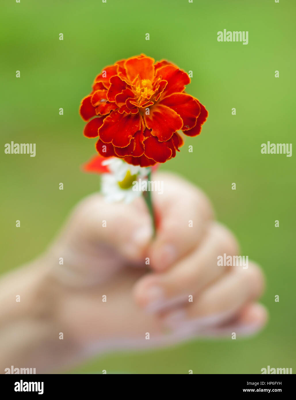 Elderly hand holding flower in hi-res stock photography and images - Alamy
