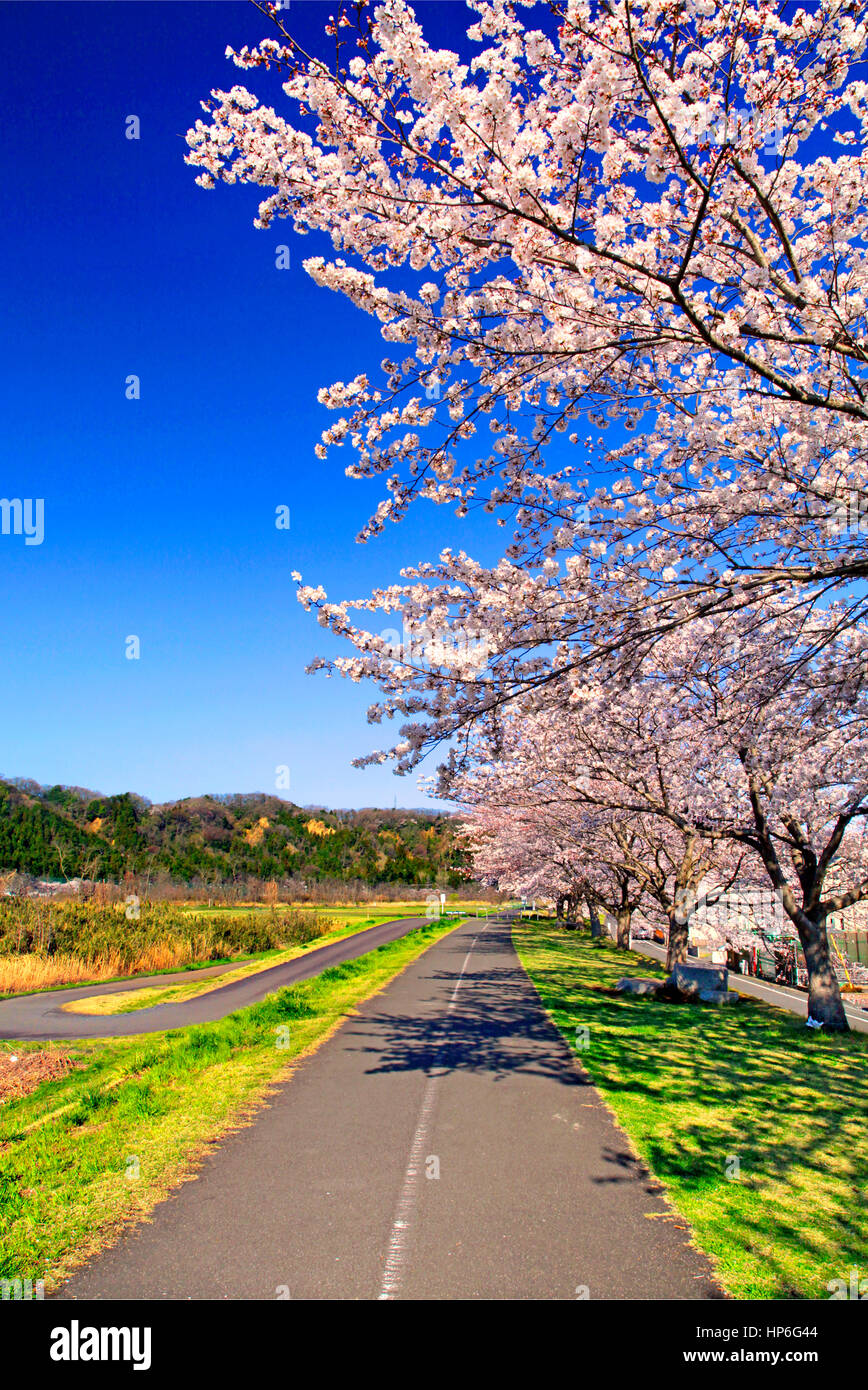 Tama river embankment hi-res stock photography and images - Alamy