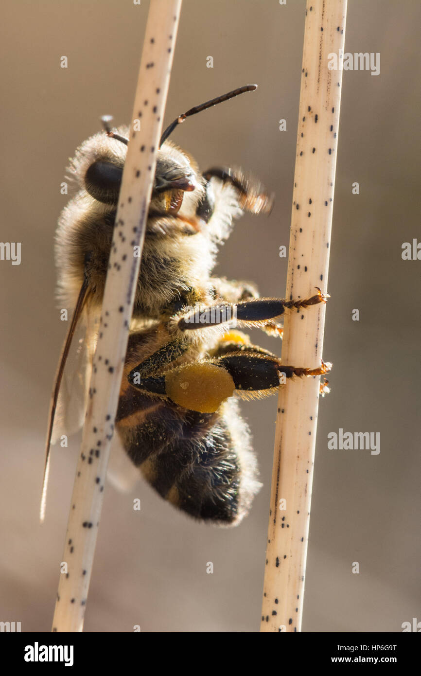 Bee Insect High Resolution Stock Photography and Images - Alamy