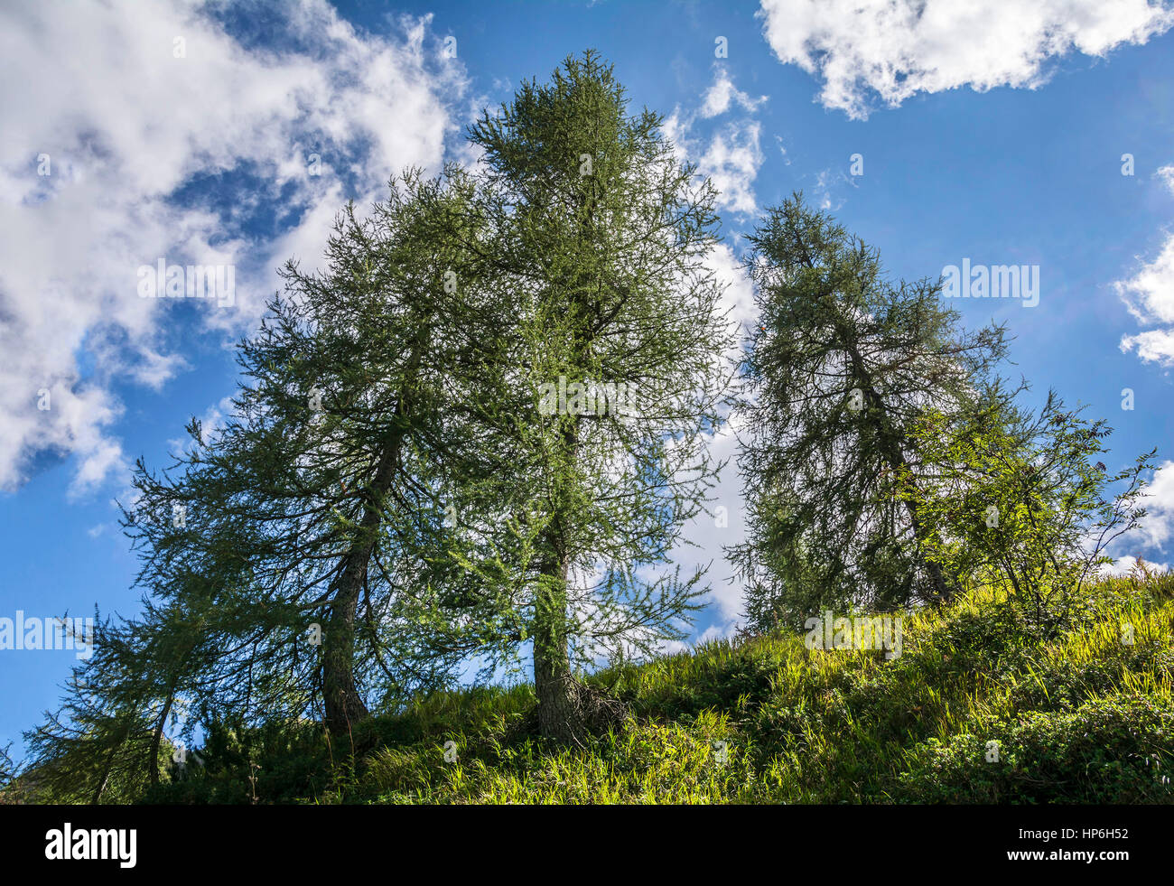 Trees in harmony. Tranquil scene Stock Photo - Alamy