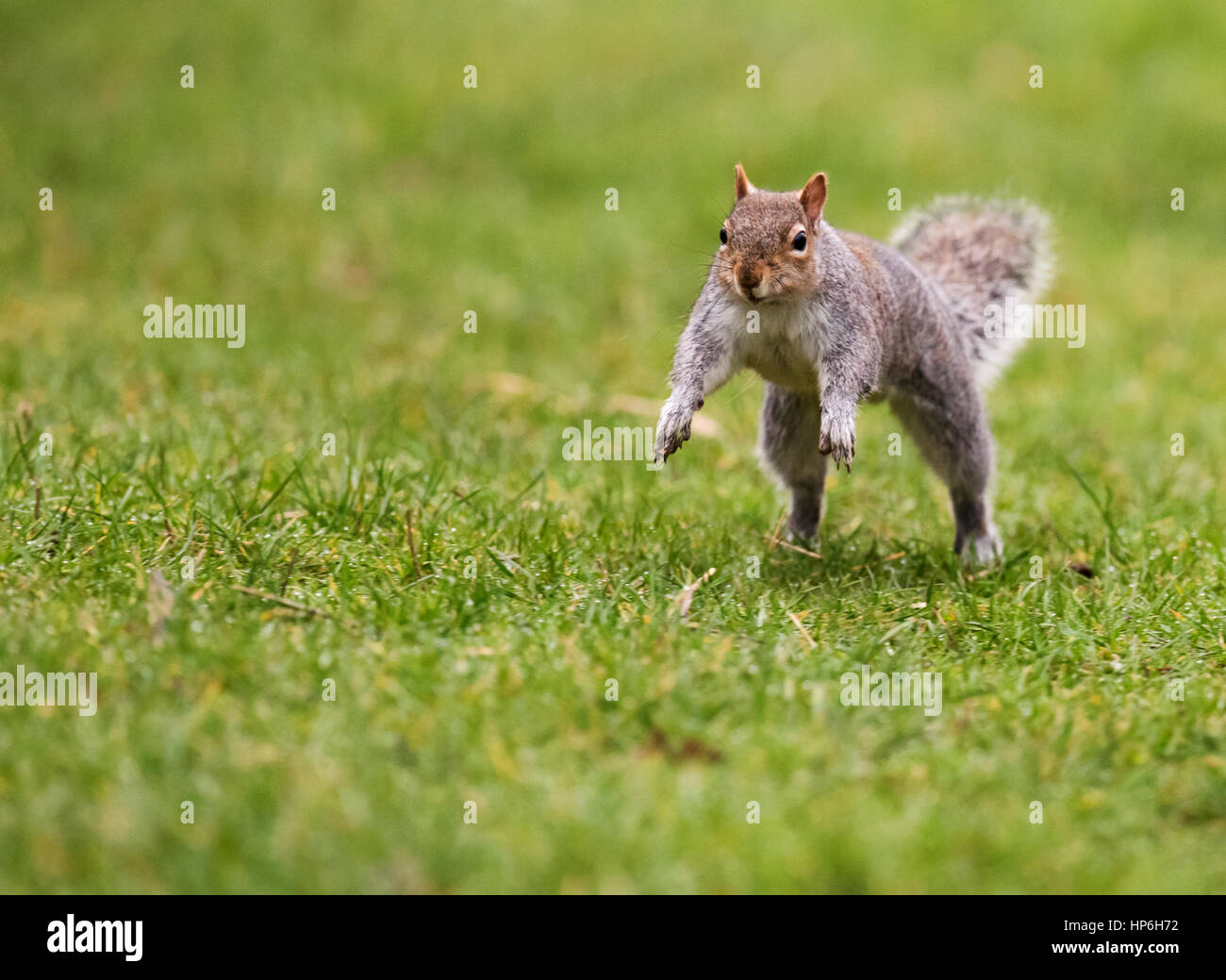 Grey Squirrel (Sciurus carolinensis) jumping Stock Photo - Alamy