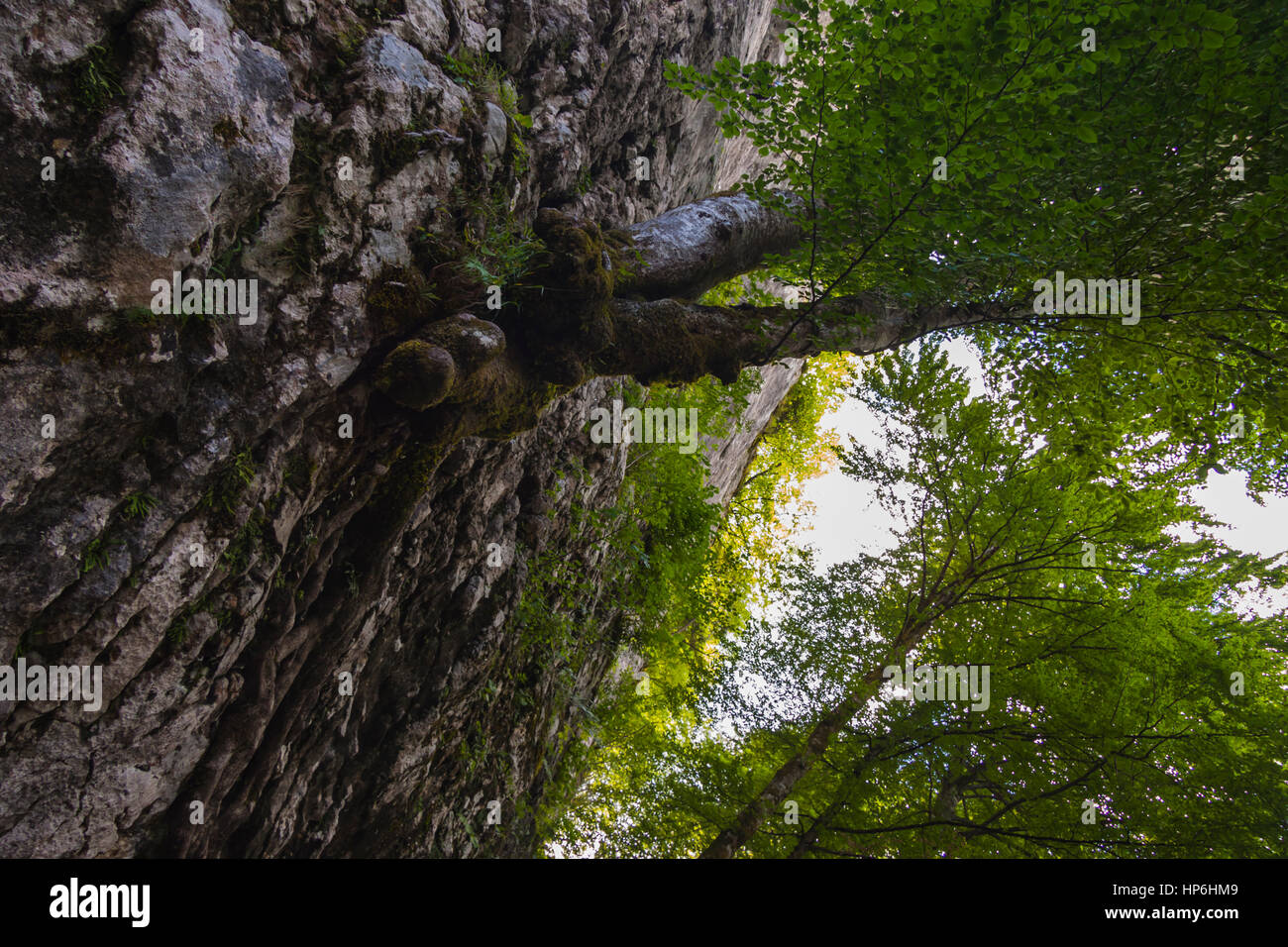 Trees climbing the rocks Stock Photo - Alamy