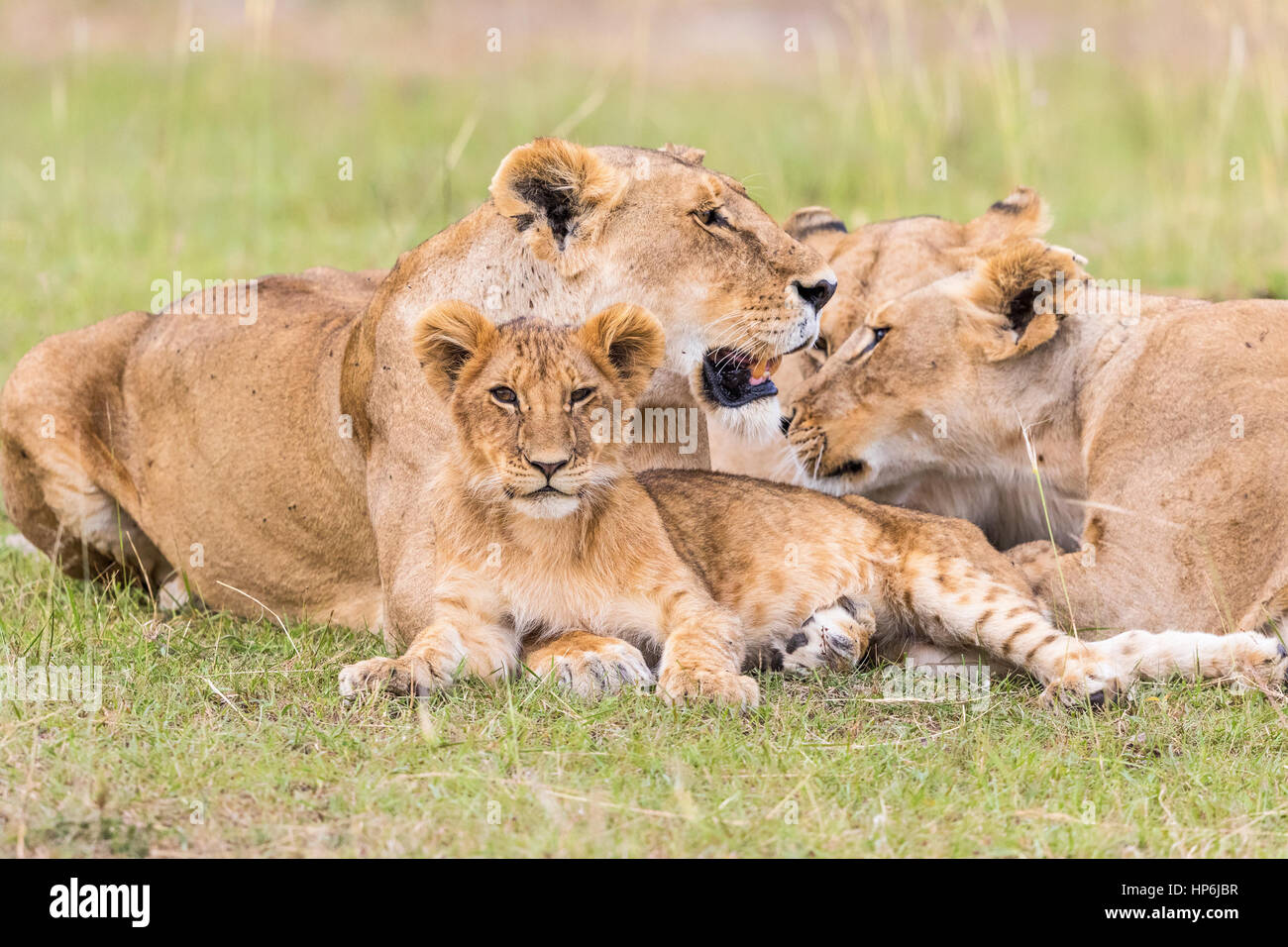 Lion Cub with adult lions lying and resting on the savannah Stock Photo ...