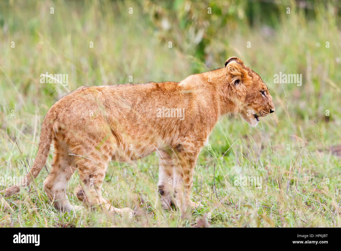 Alone Lion Cub on the savannah Stock Photo - Alamy