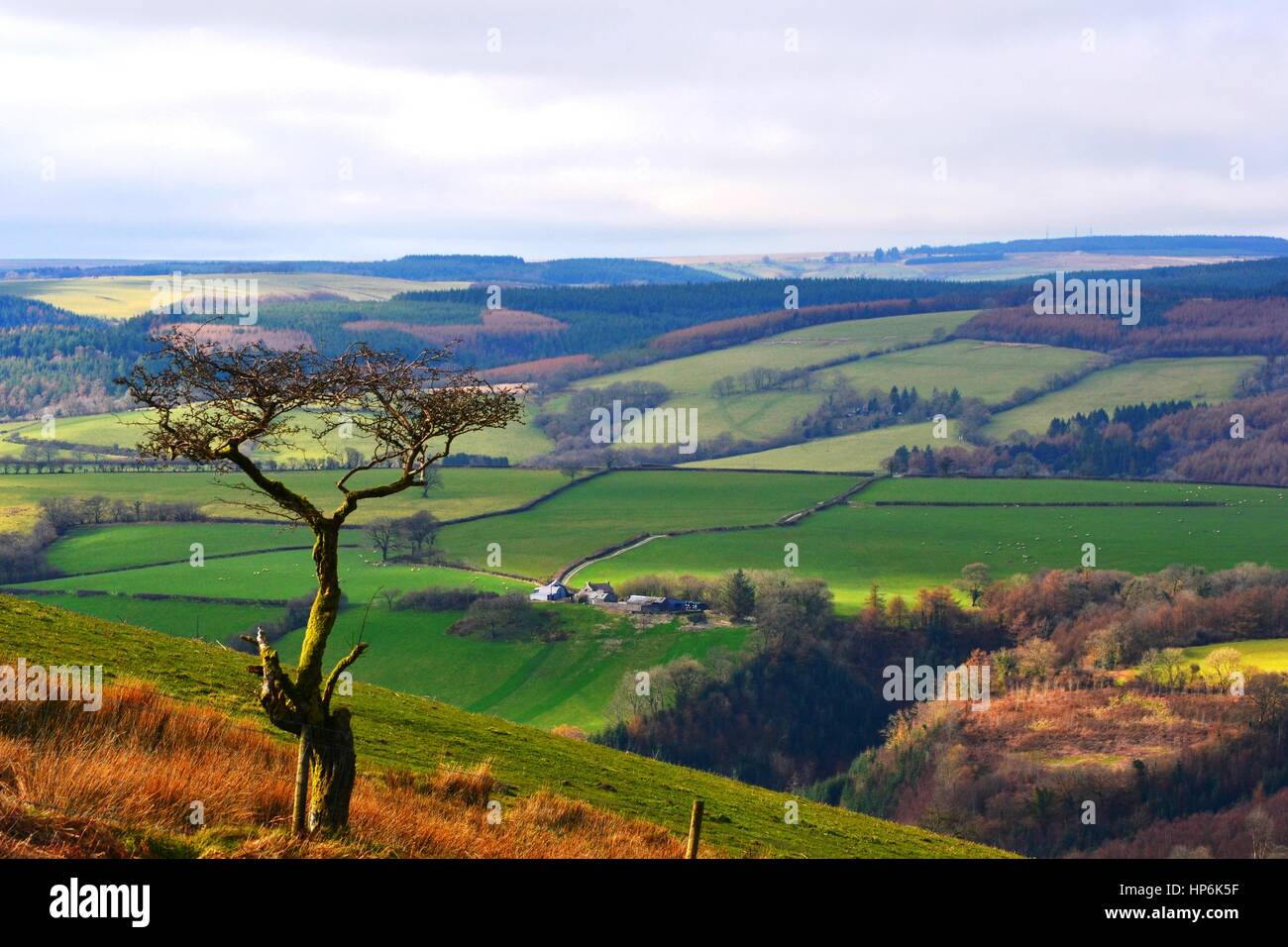 View across Carmarthenshire valley with tree in foreground Stock Photo ...