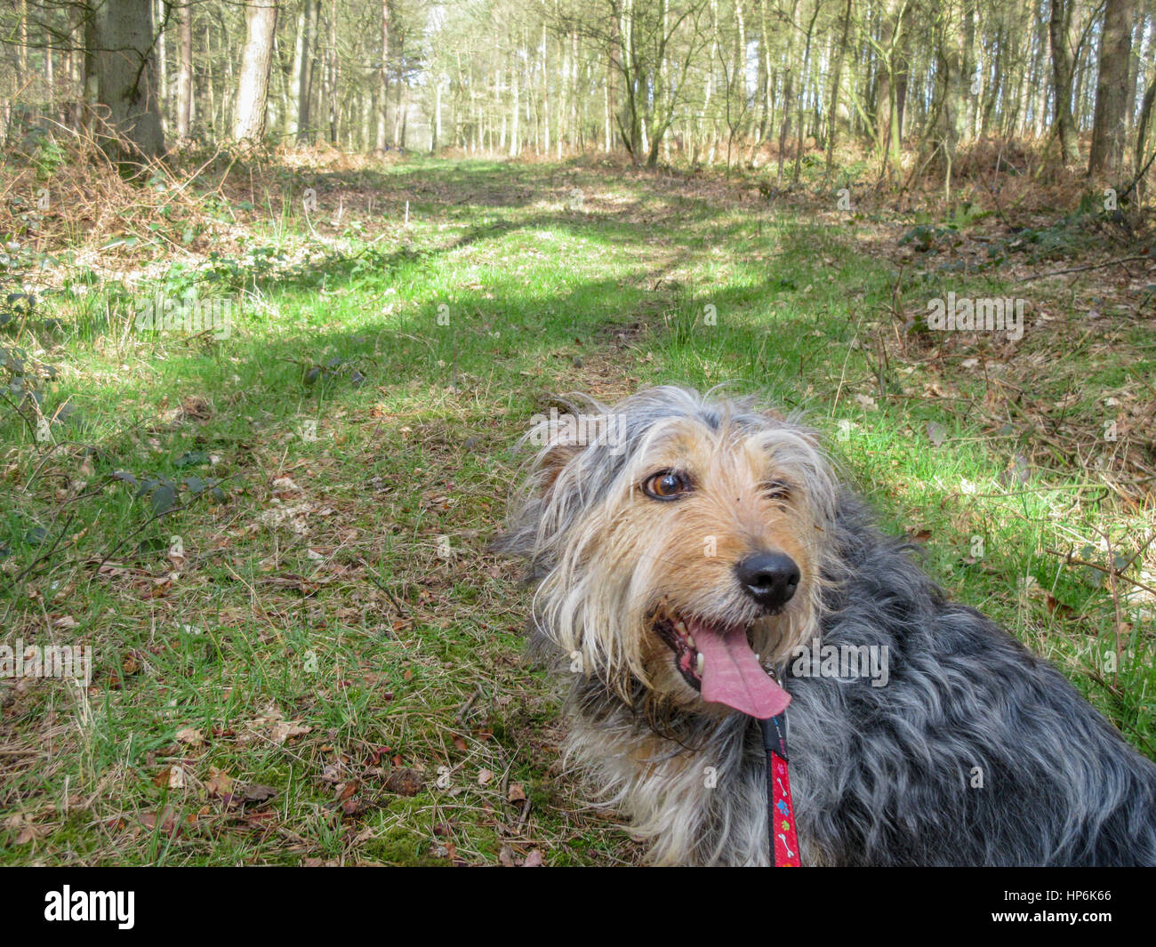 A relaxed dog taking a well earned break whilst walking through the ...