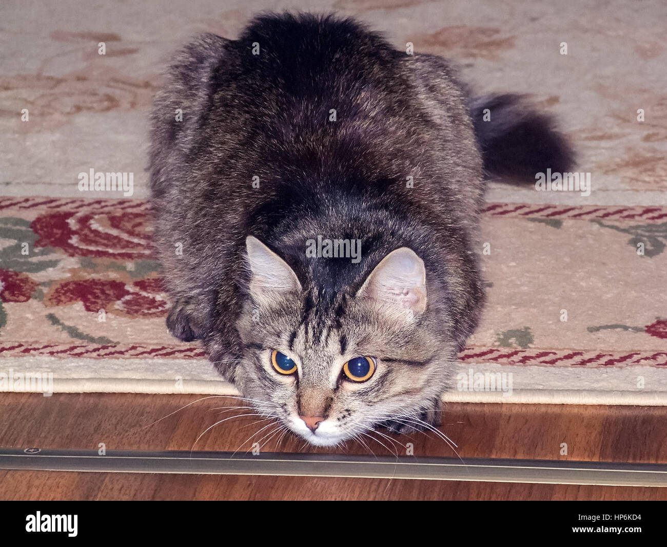 The fluffy the cat to prepare for a decisive leap Stock Photo - Alamy
