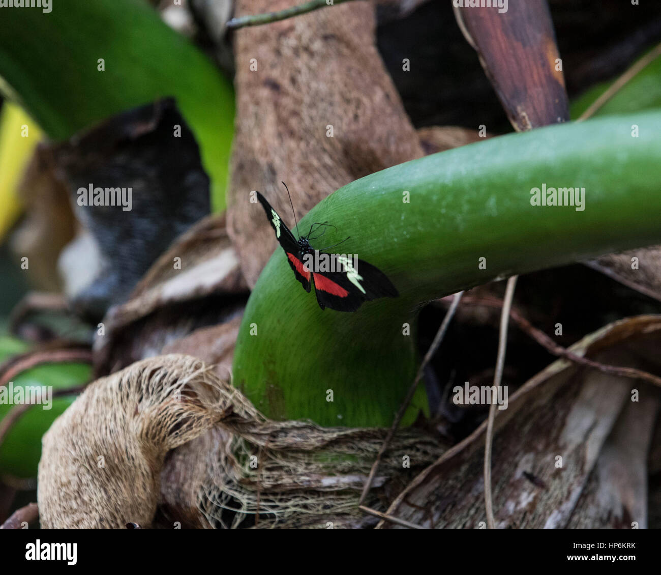 Cattleheart hi-res stock photography and images - Alamy