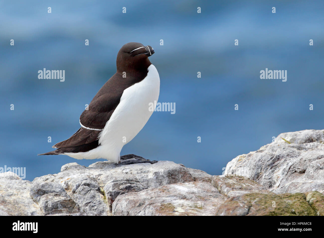 Adult Razorbill Alca Torda at a breeding colony in the UK Stock Photo ...
