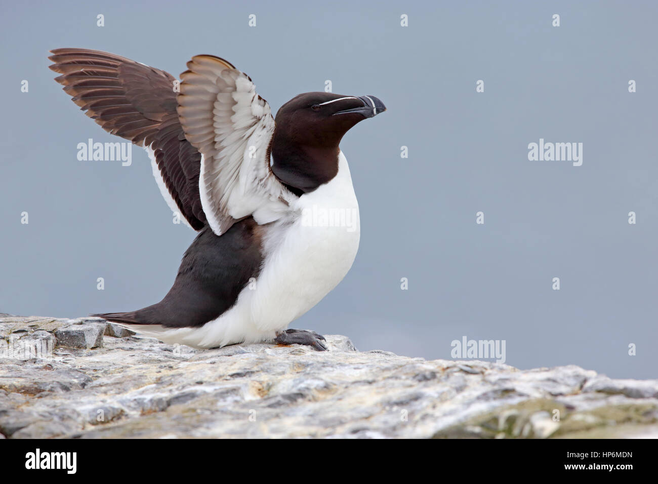 Alca torda colony hi-res stock photography and images - Alamy