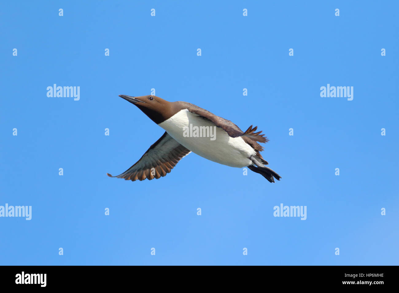 Guillemot in flight uk hi-res stock photography and images - Alamy