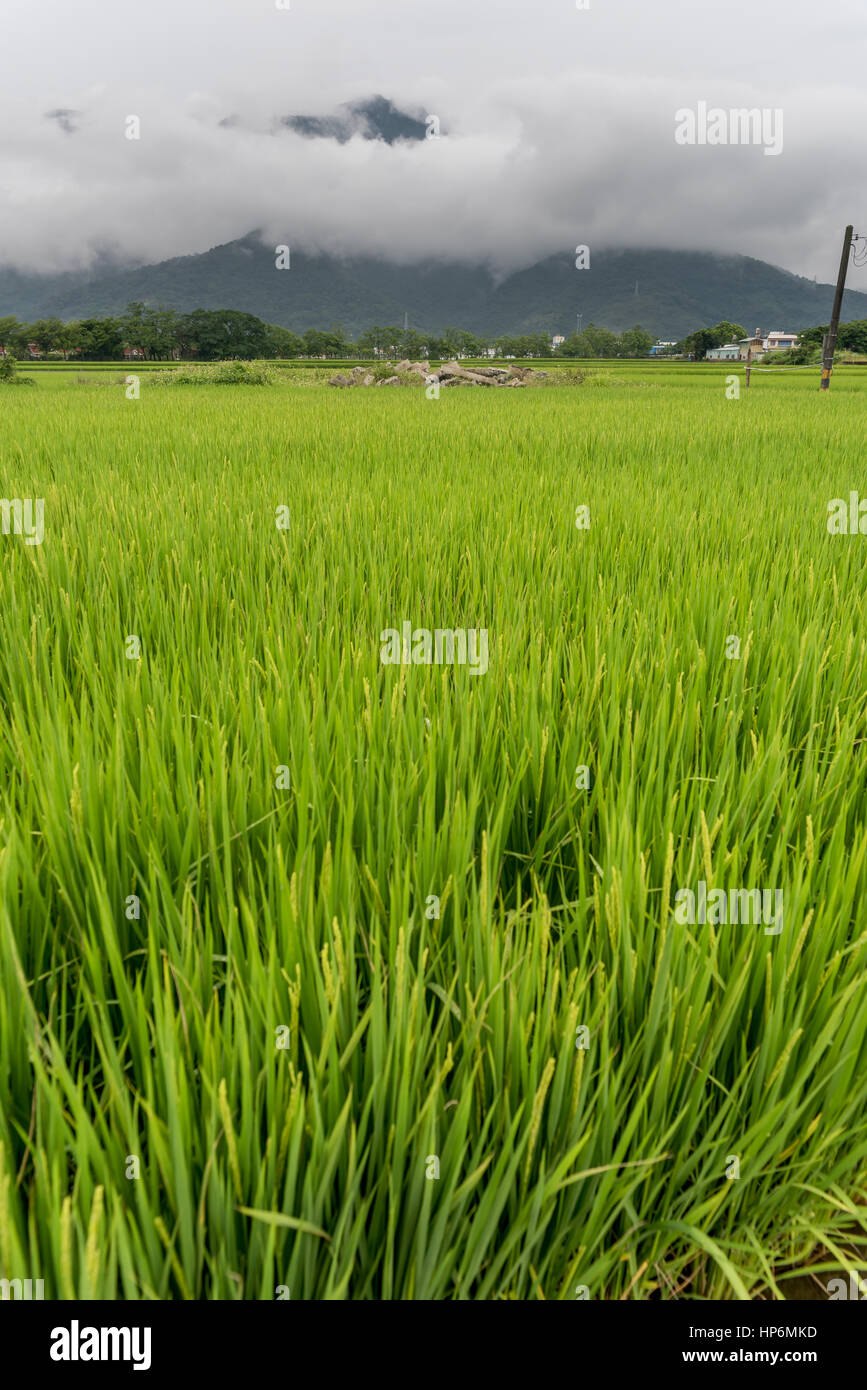 Taiwan taitung paddy rice field hi-res stock photography and images - Alamy