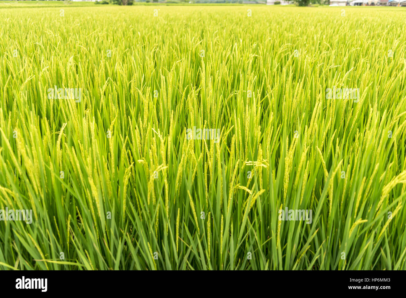 Green Paddy field in Taiwan Stock Photo - Alamy