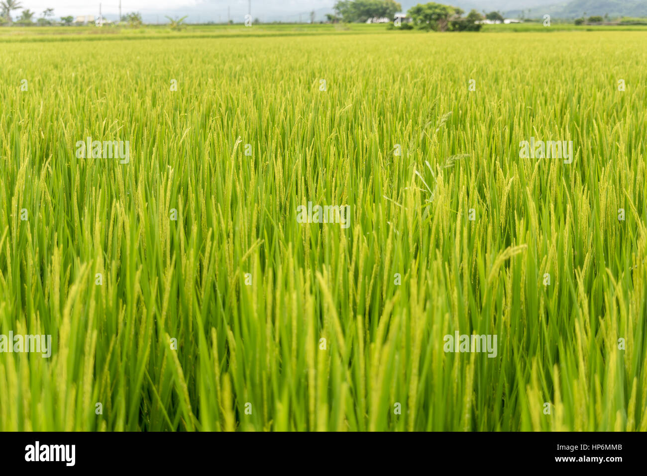 Green Paddy field in Taiwan Stock Photo - Alamy