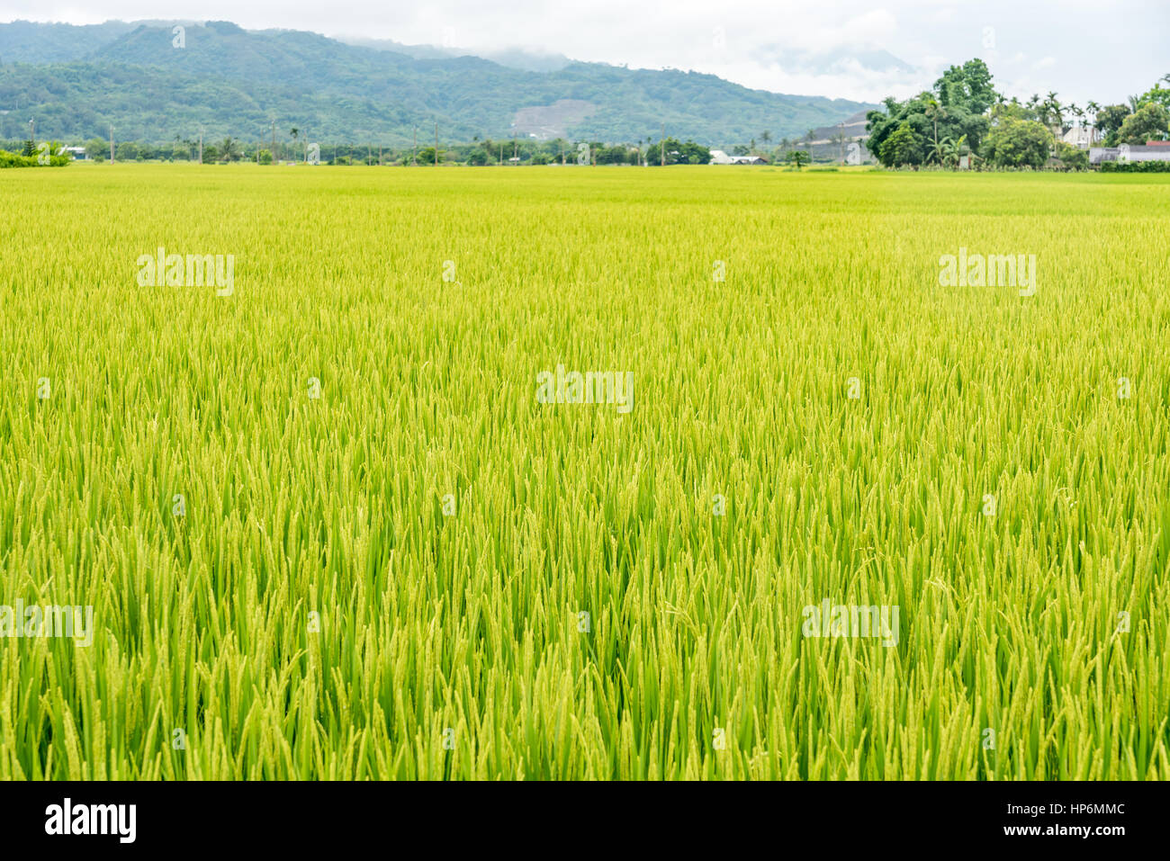 Rice field in taitung taiwan hi-res stock photography and images - Alamy