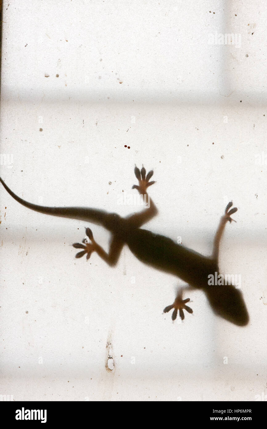 Indian gecko hi-res stock photography and images - Alamy