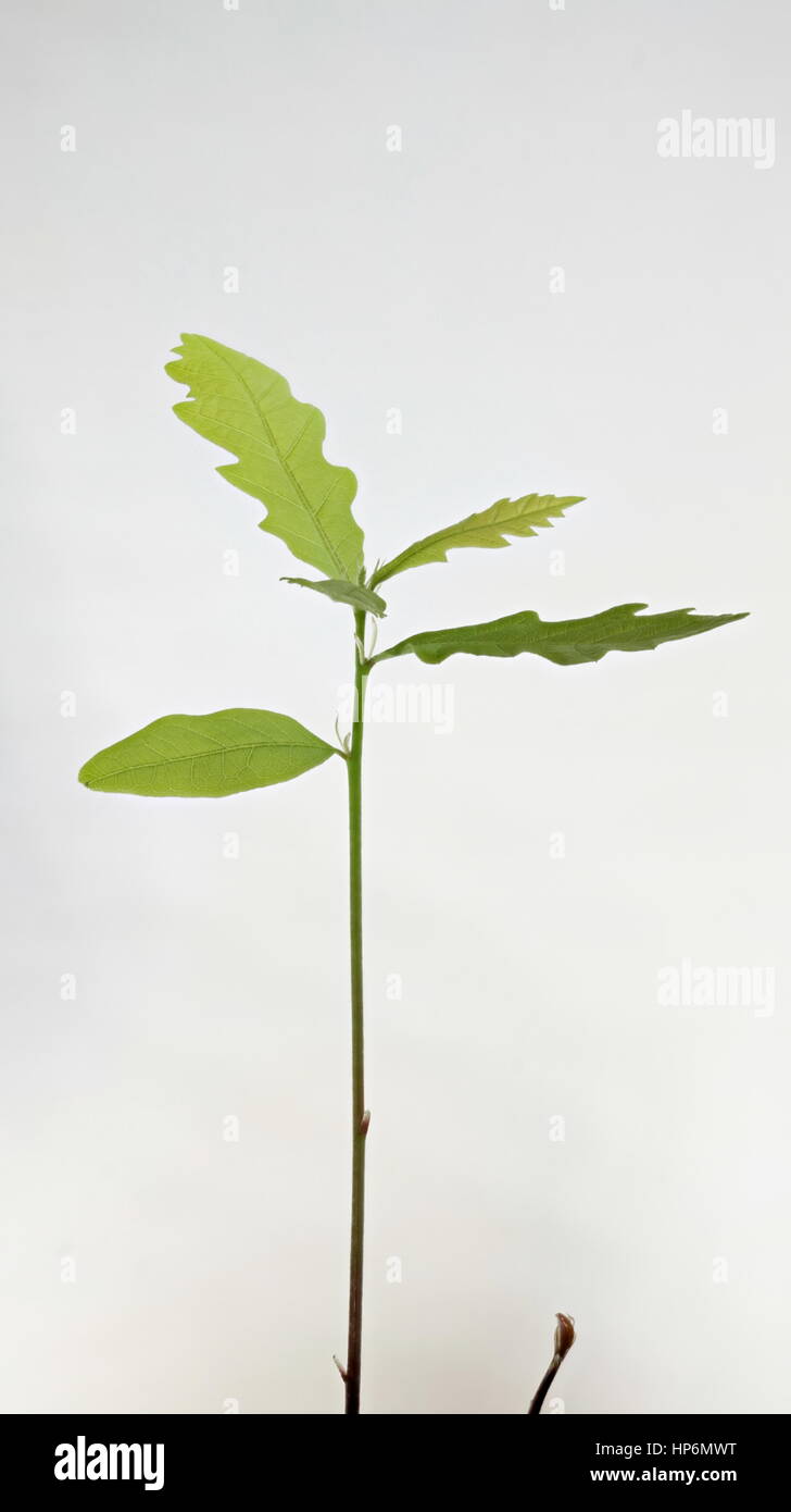 Young plant of oak seedling from acorn isolated on white Stock Photo ...