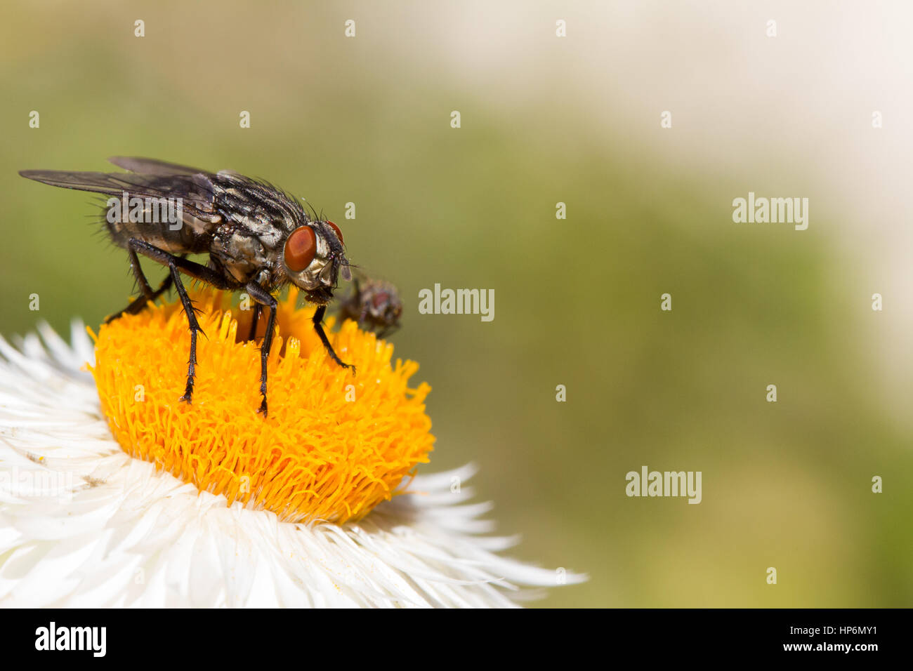 Fly on the flower Stock Photo - Alamy