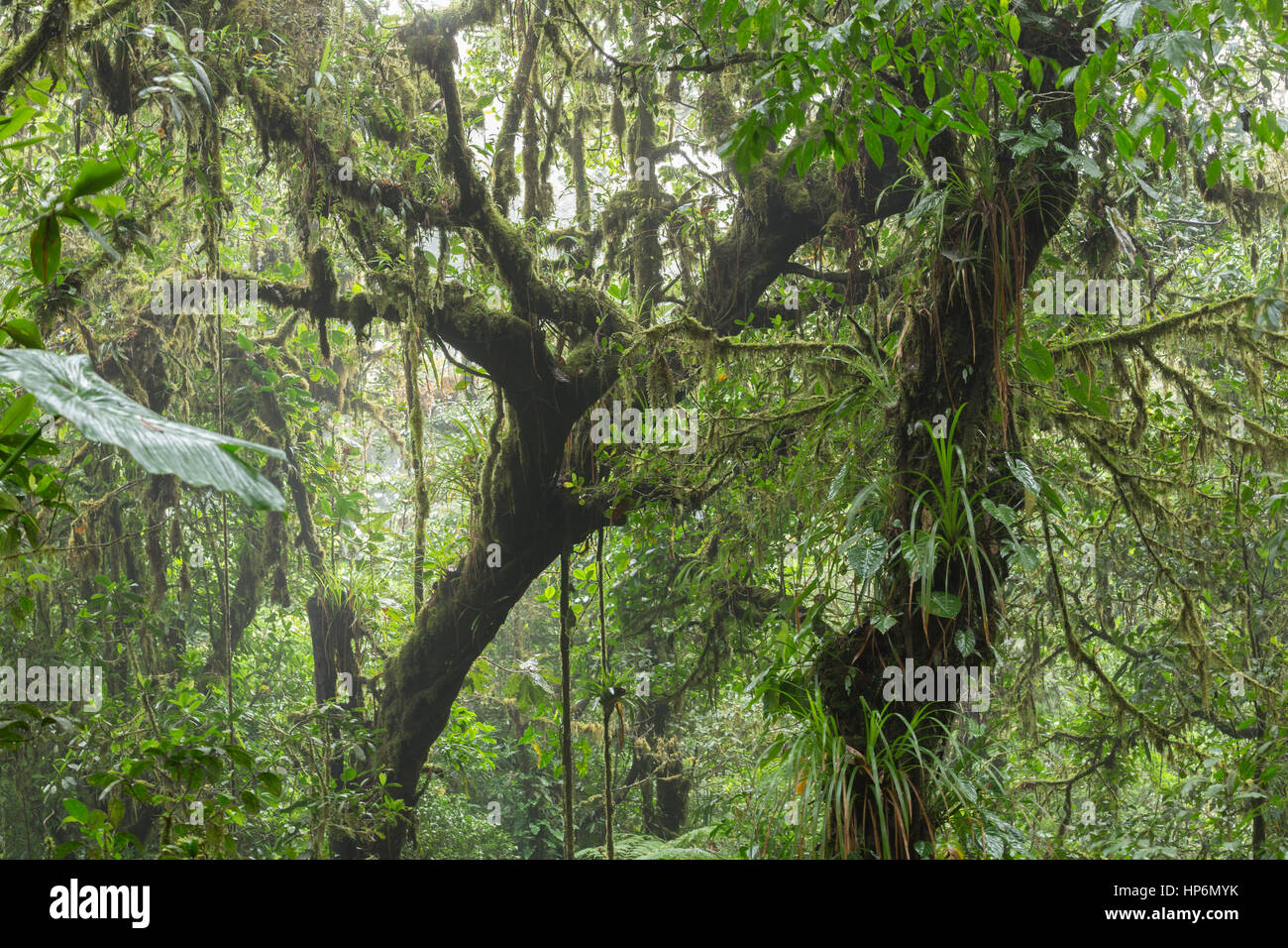 Wild jungle landscape Stock Photo - Alamy