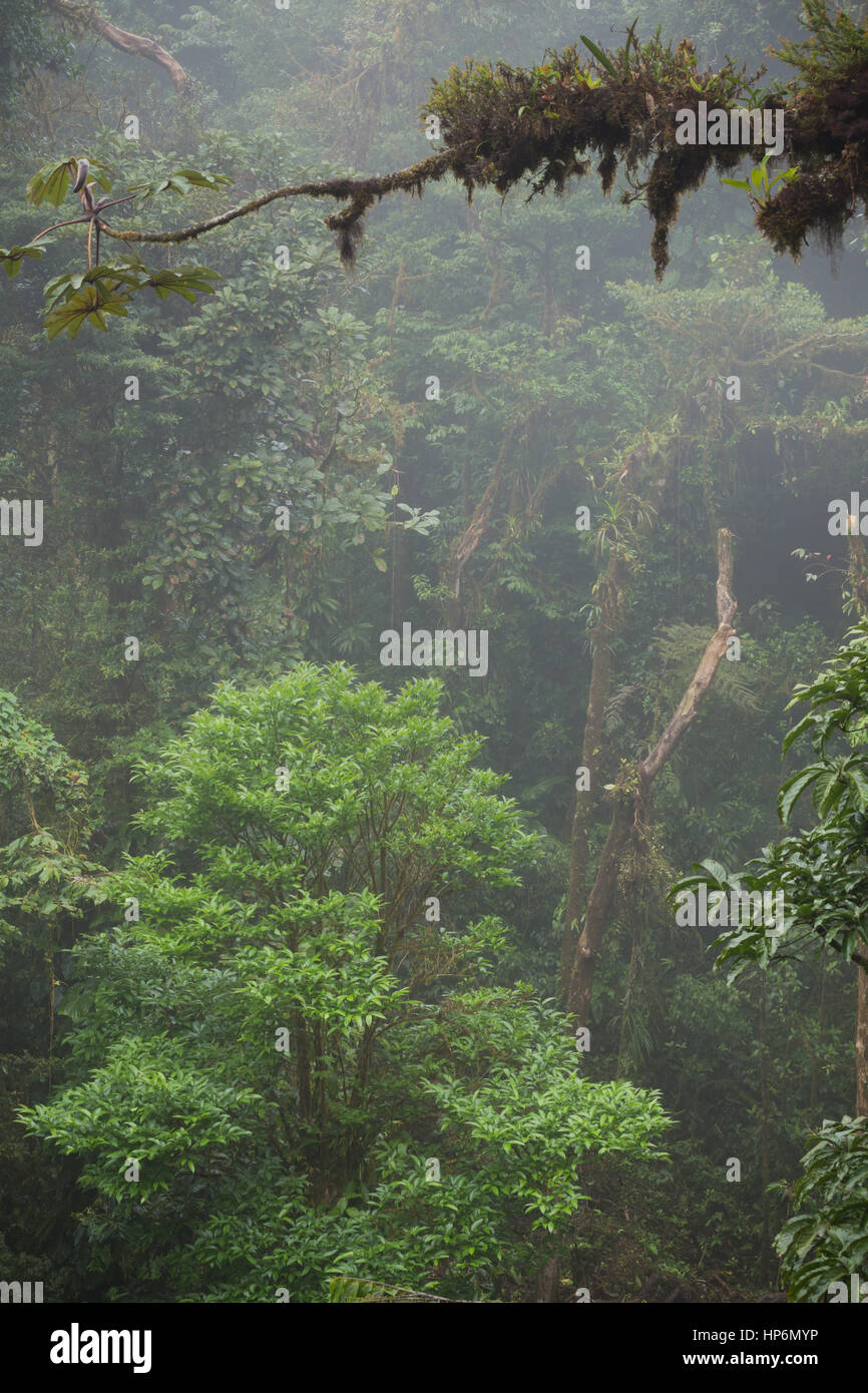 Wild jungle landscape Stock Photo - Alamy