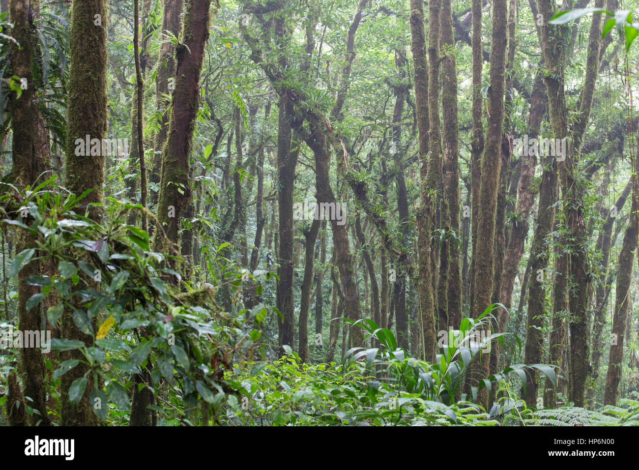 Wild jungle landscape Stock Photo - Alamy