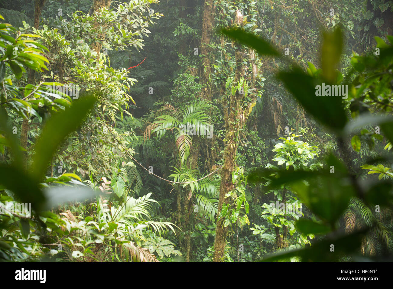 Wild jungle landscape Stock Photo - Alamy