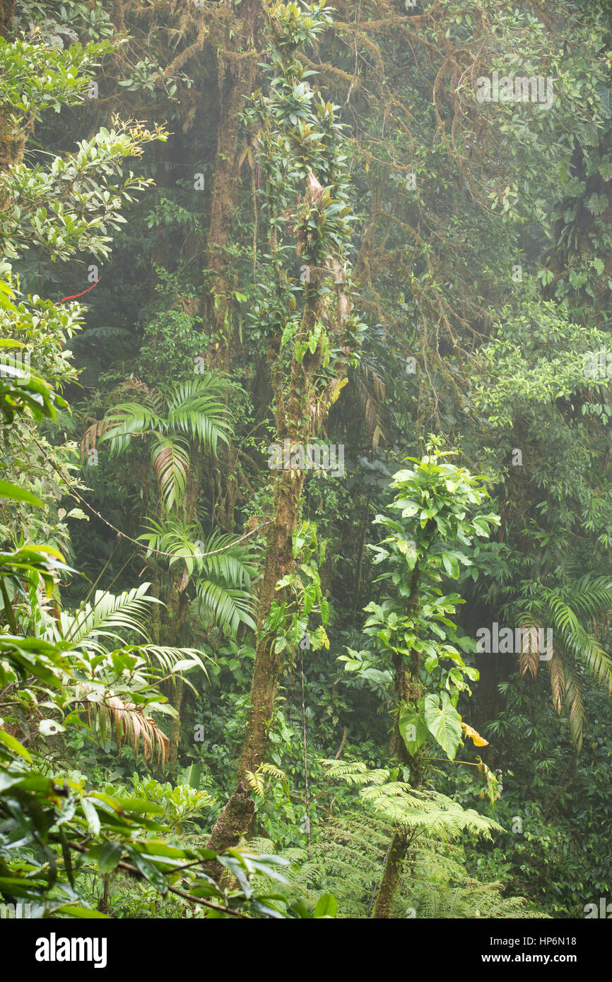 Wild jungle landscape Stock Photo - Alamy