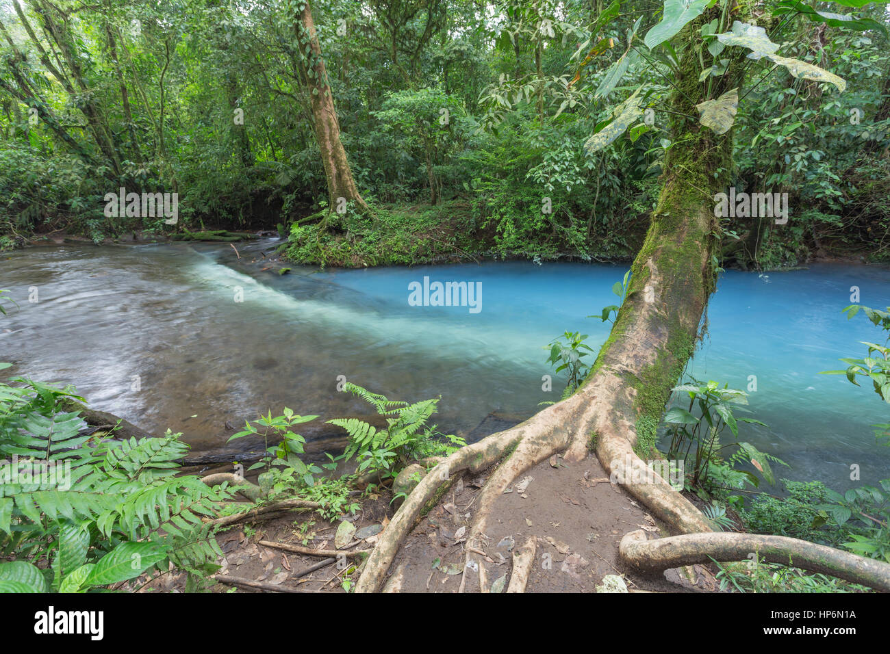 Blue river in the jungle forest / nature landscape Stock Photo - Alamy