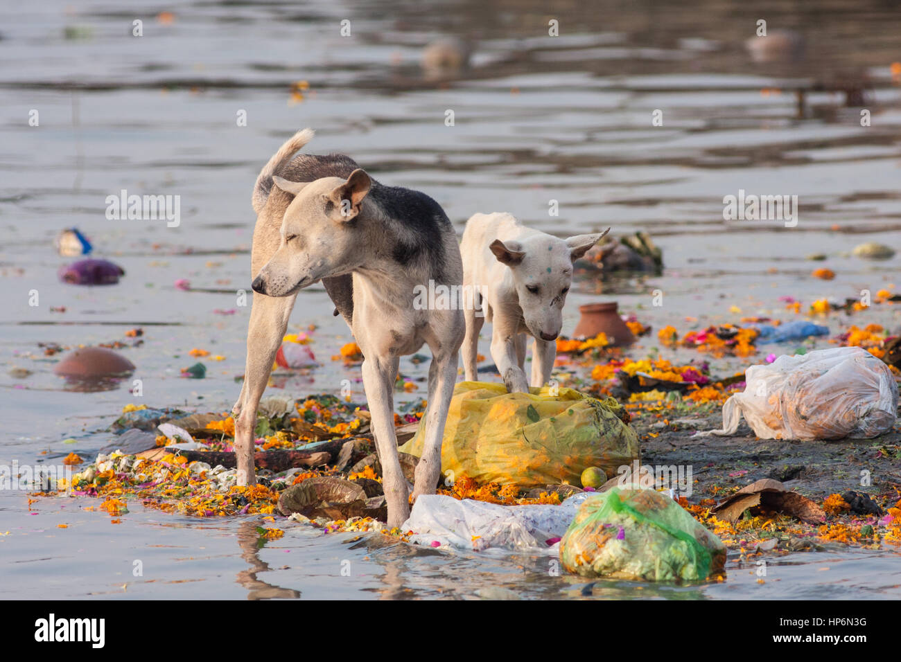 Ganges pollution hi-res stock photography and images - Alamy