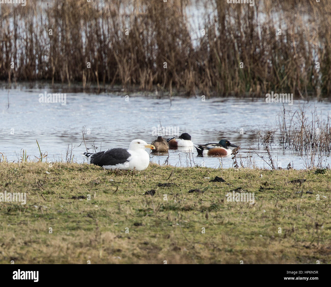 Greater Black-backed gull with shoveler ducks Stock Photo - Alamy