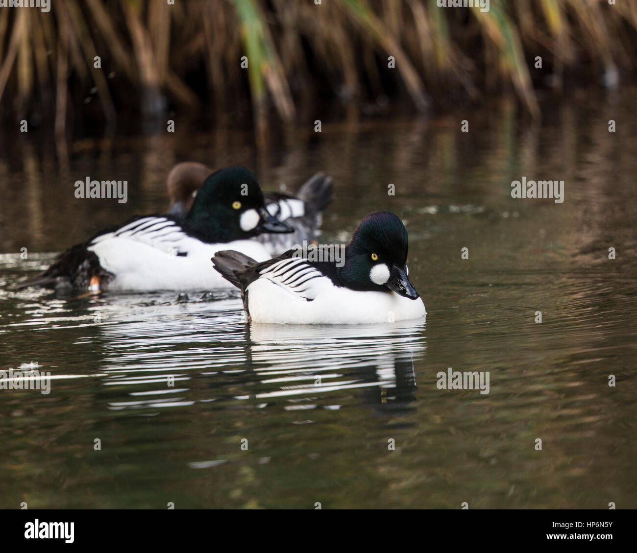 Common Goldeneye ducks Stock Photo - Alamy