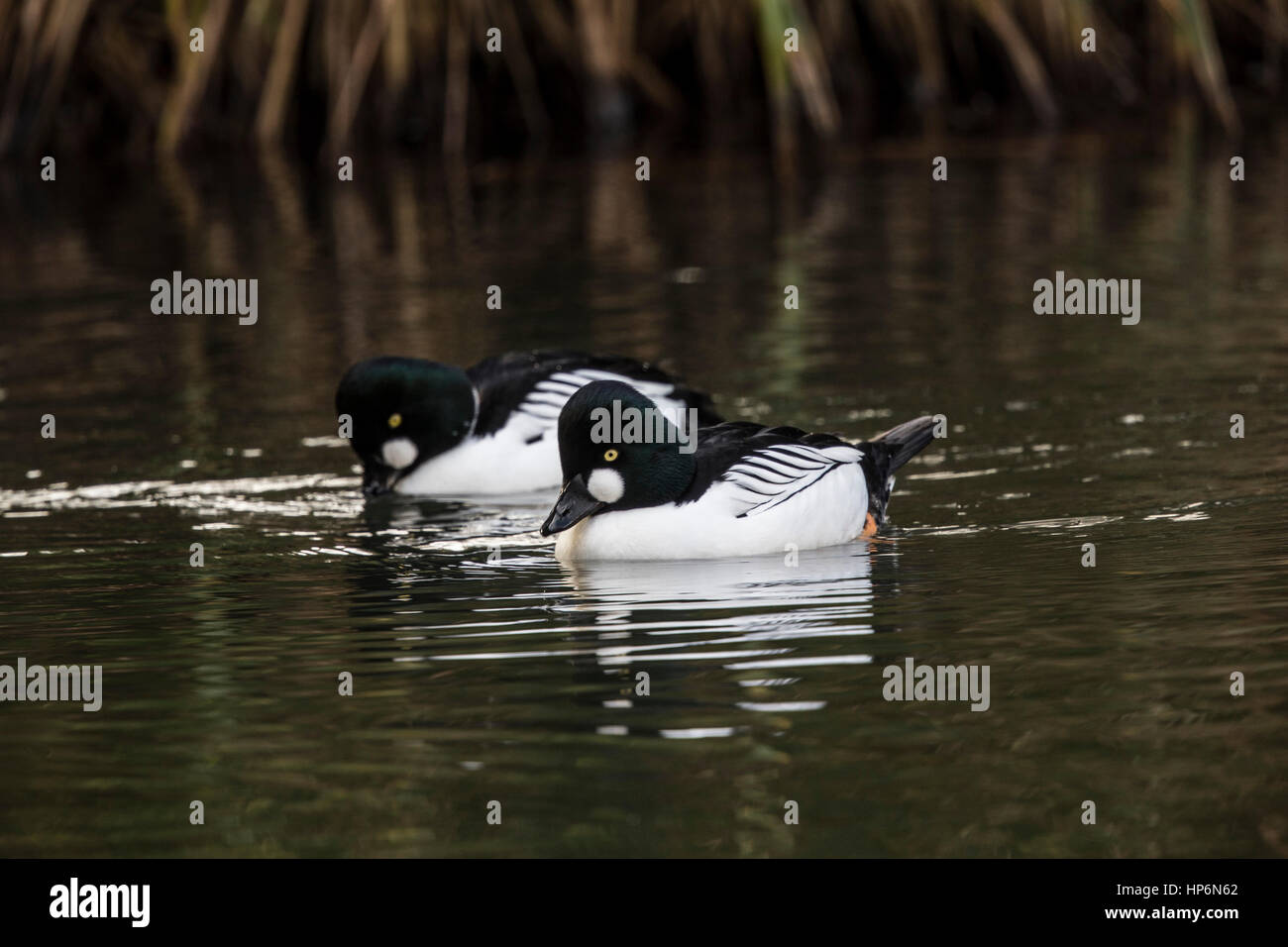 Common goldeneye ducks hi-res stock photography and images - Alamy