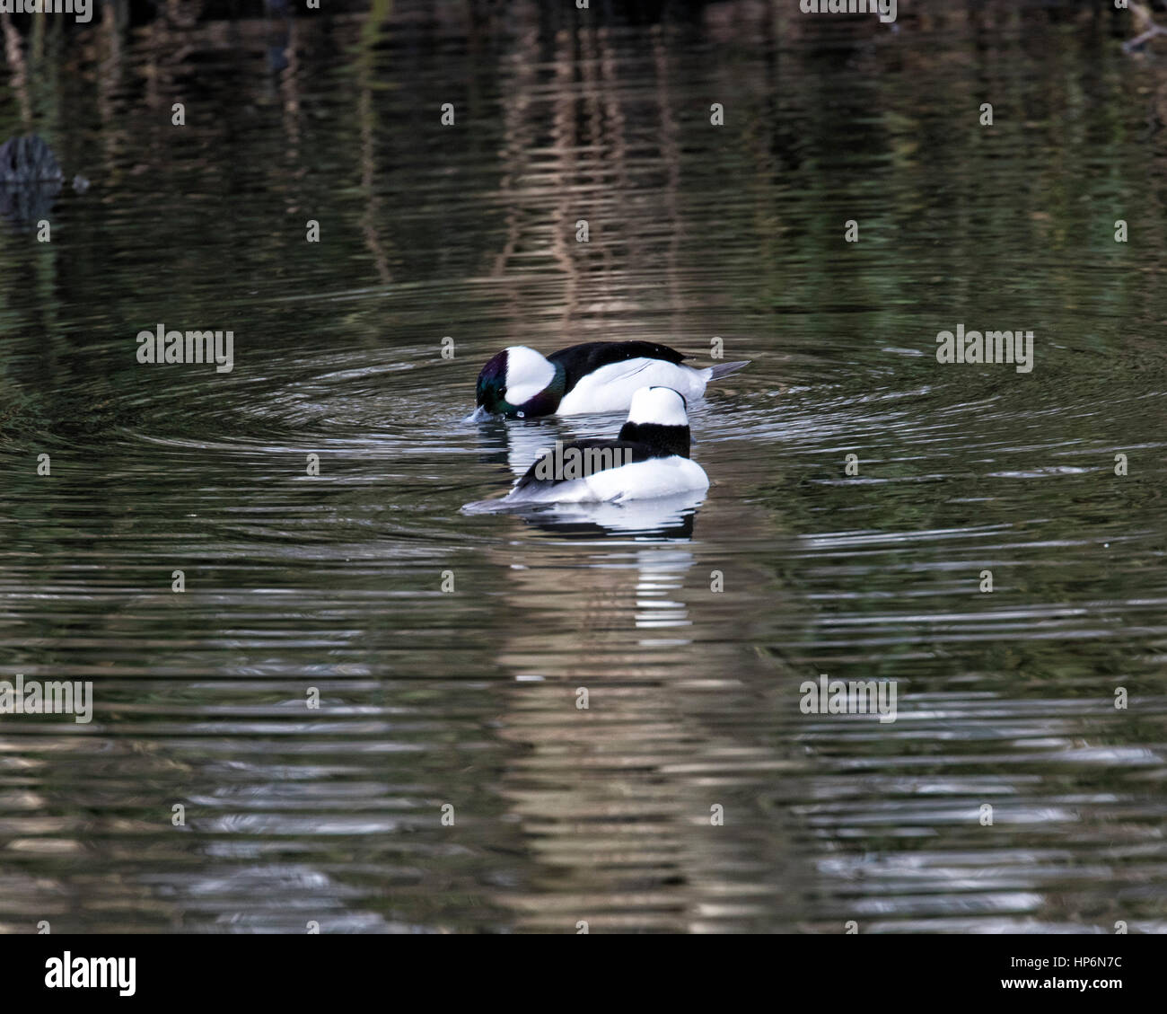 Drake bufflehead ducks on a lake Stock Photo - Alamy