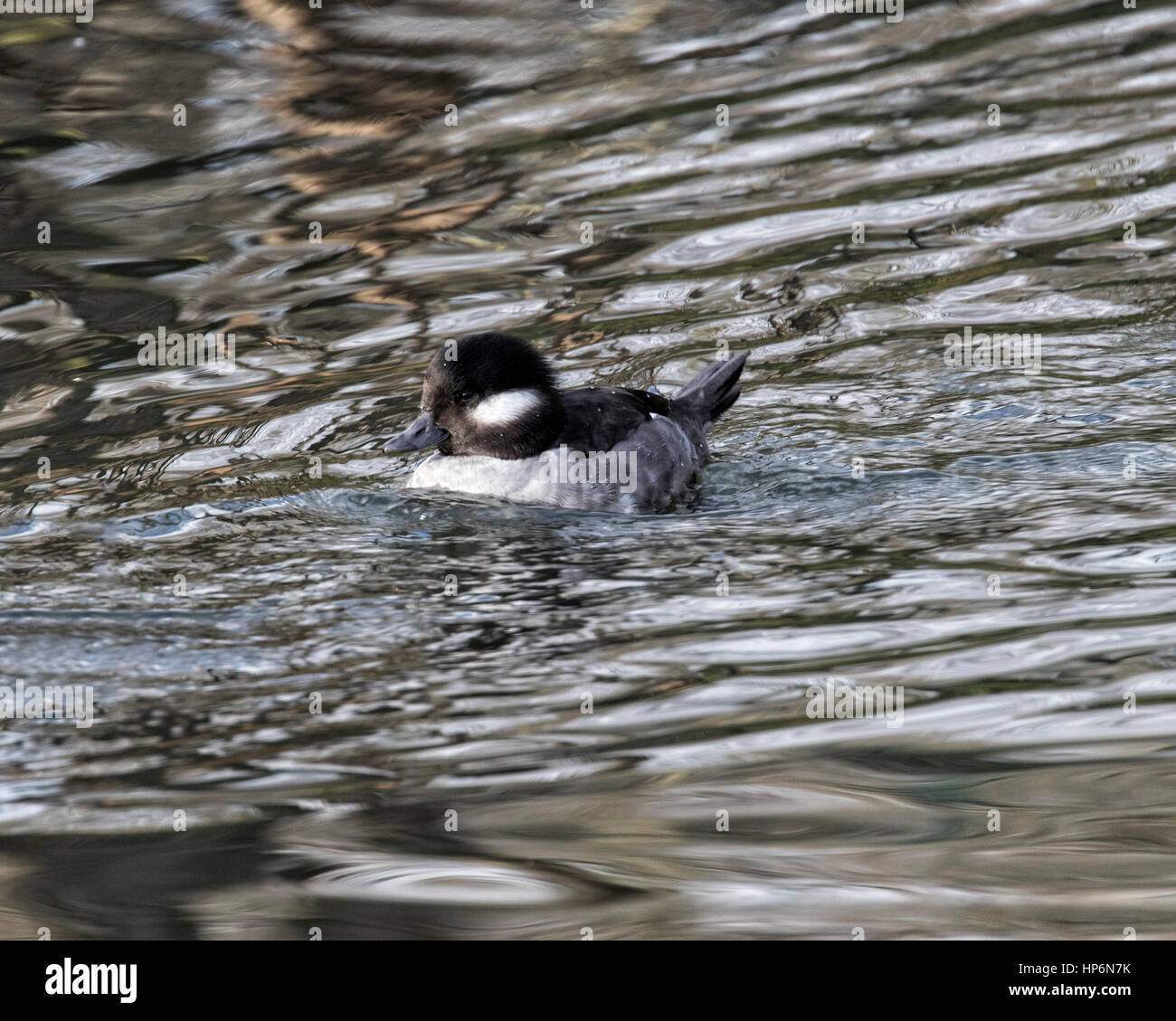 Female bufflehead duck swimming Stock Photo - Alamy