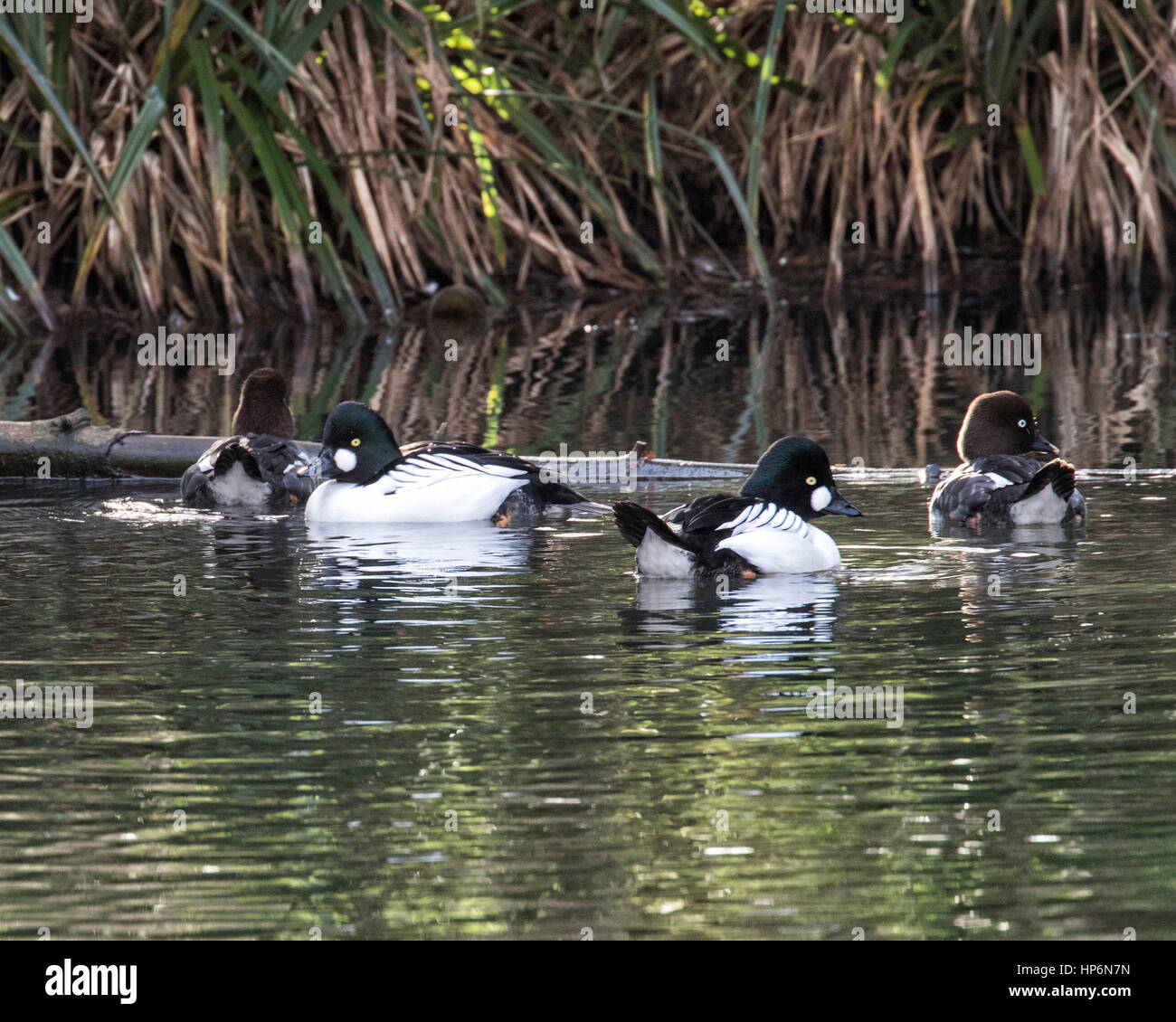 Common Goldeneye ducks Stock Photo - Alamy