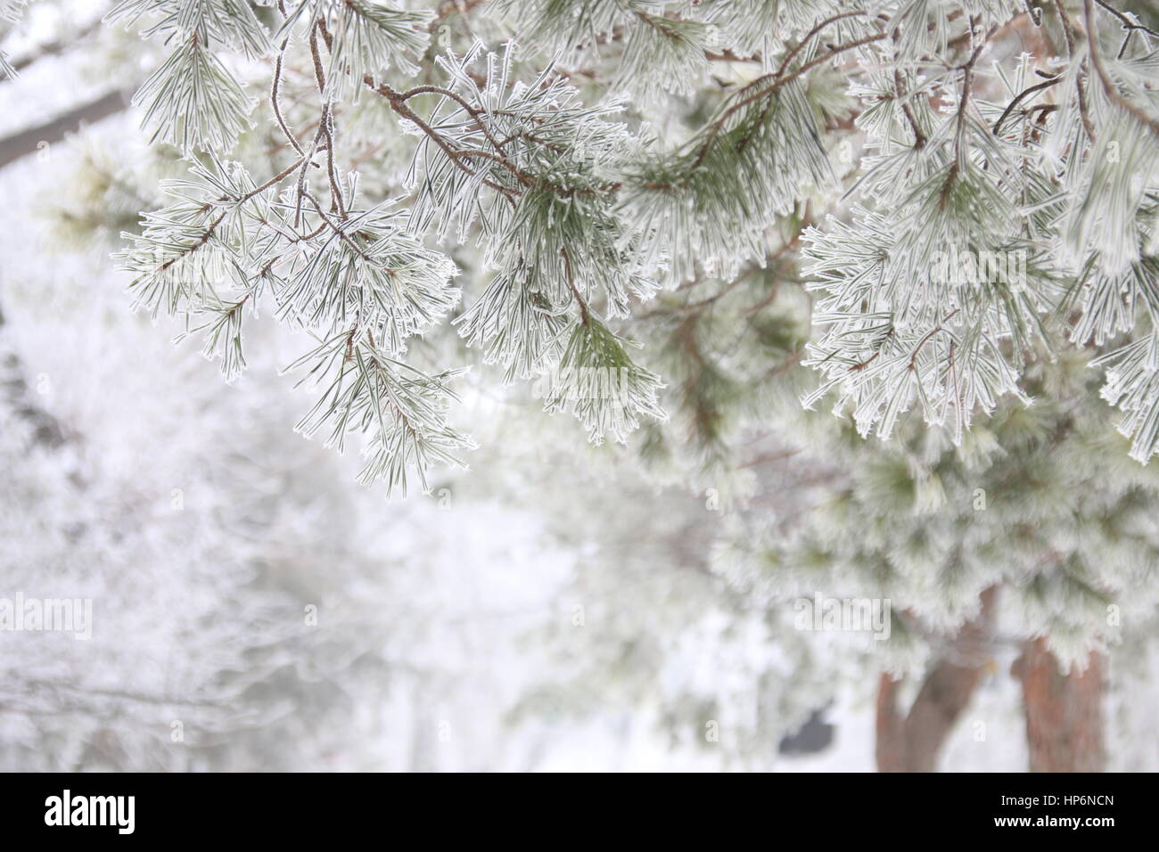 Christmas or winter background with snowy fir trees Stock Photo - Alamy