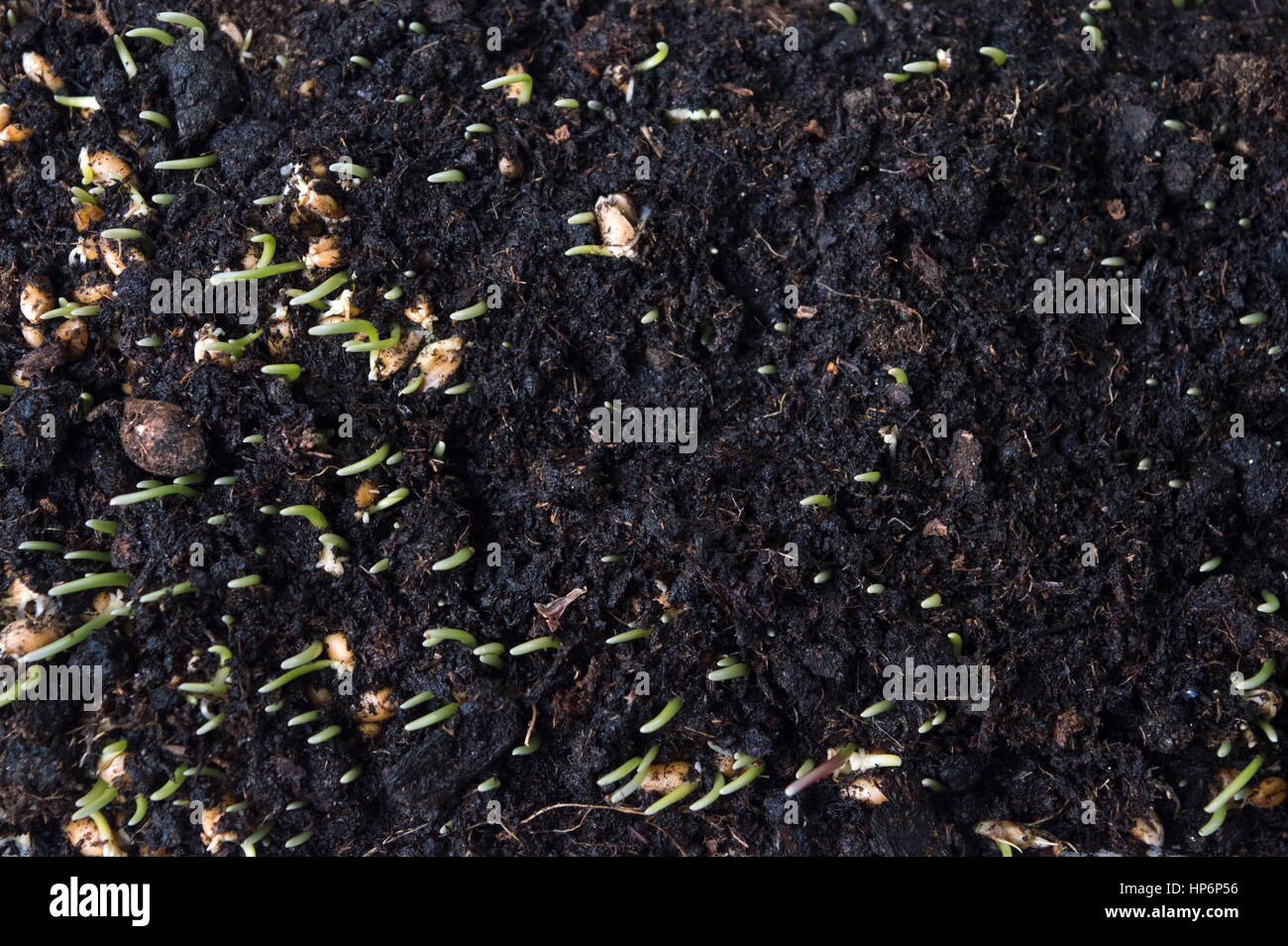 Wheat plant rising from the dark soil Stock Photo - Alamy