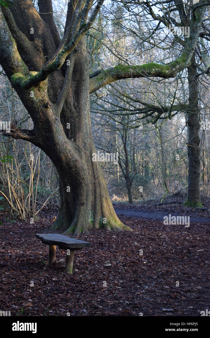 Tree in woodland with bench Stock Photo - Alamy