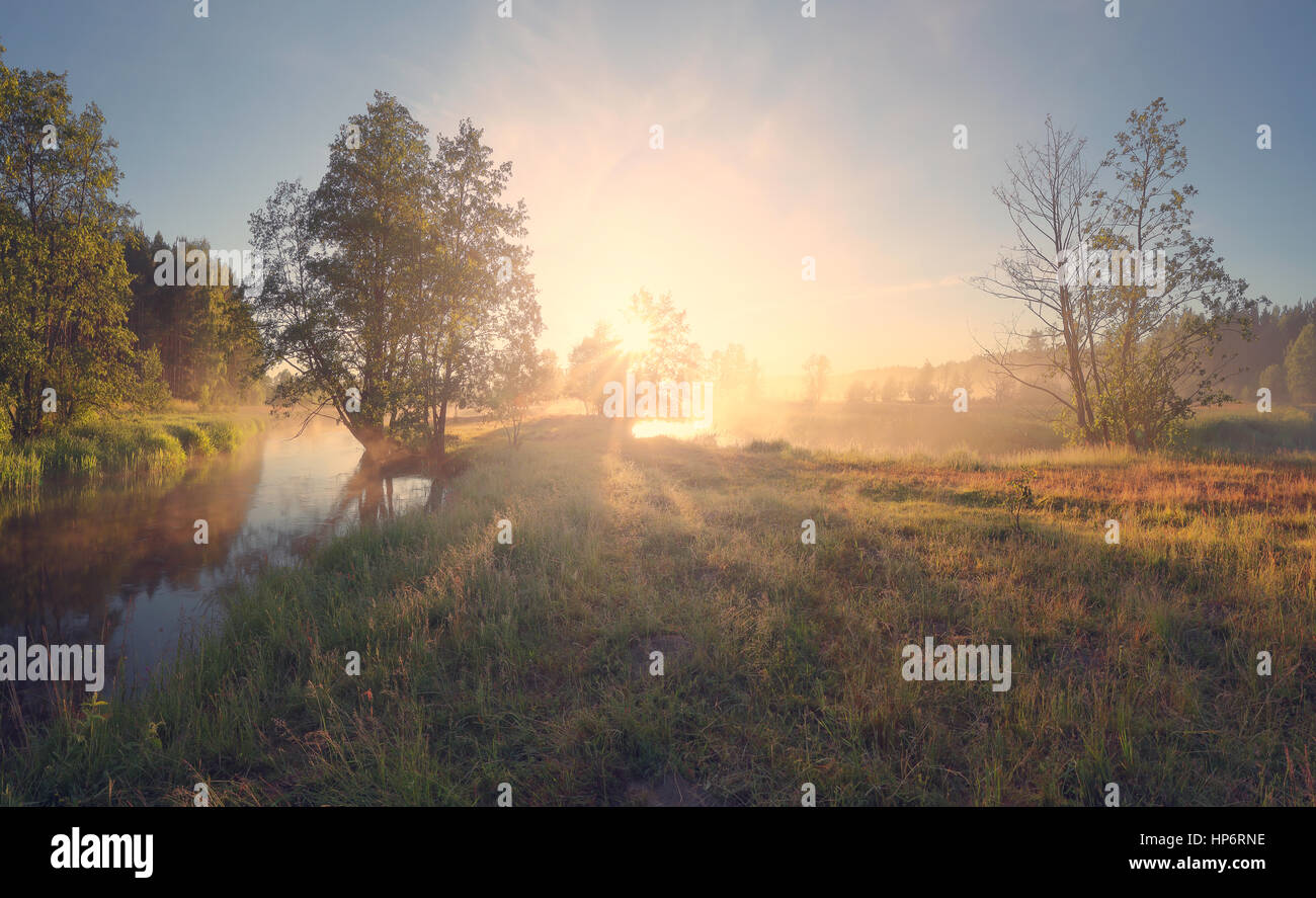 Field green grass summer sun forest hi-res stock photography and images ...
