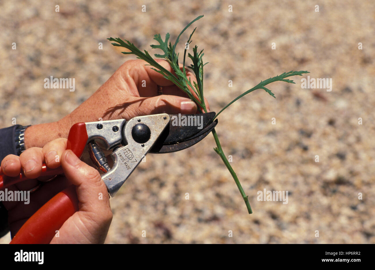 Cuttings plant hi-res stock photography and images - Alamy