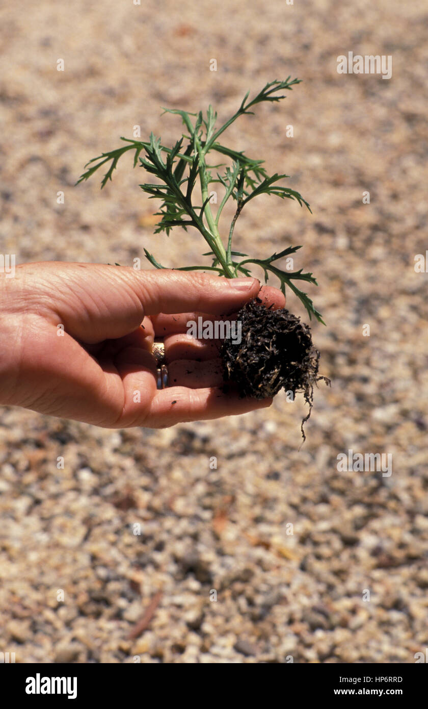 Cuttings plant hi-res stock photography and images - Alamy