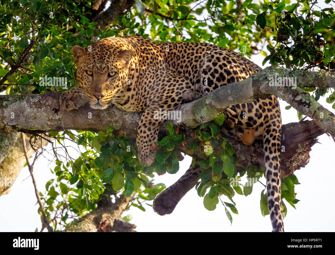 African leopard tree hi-res stock photography and images - Alamy