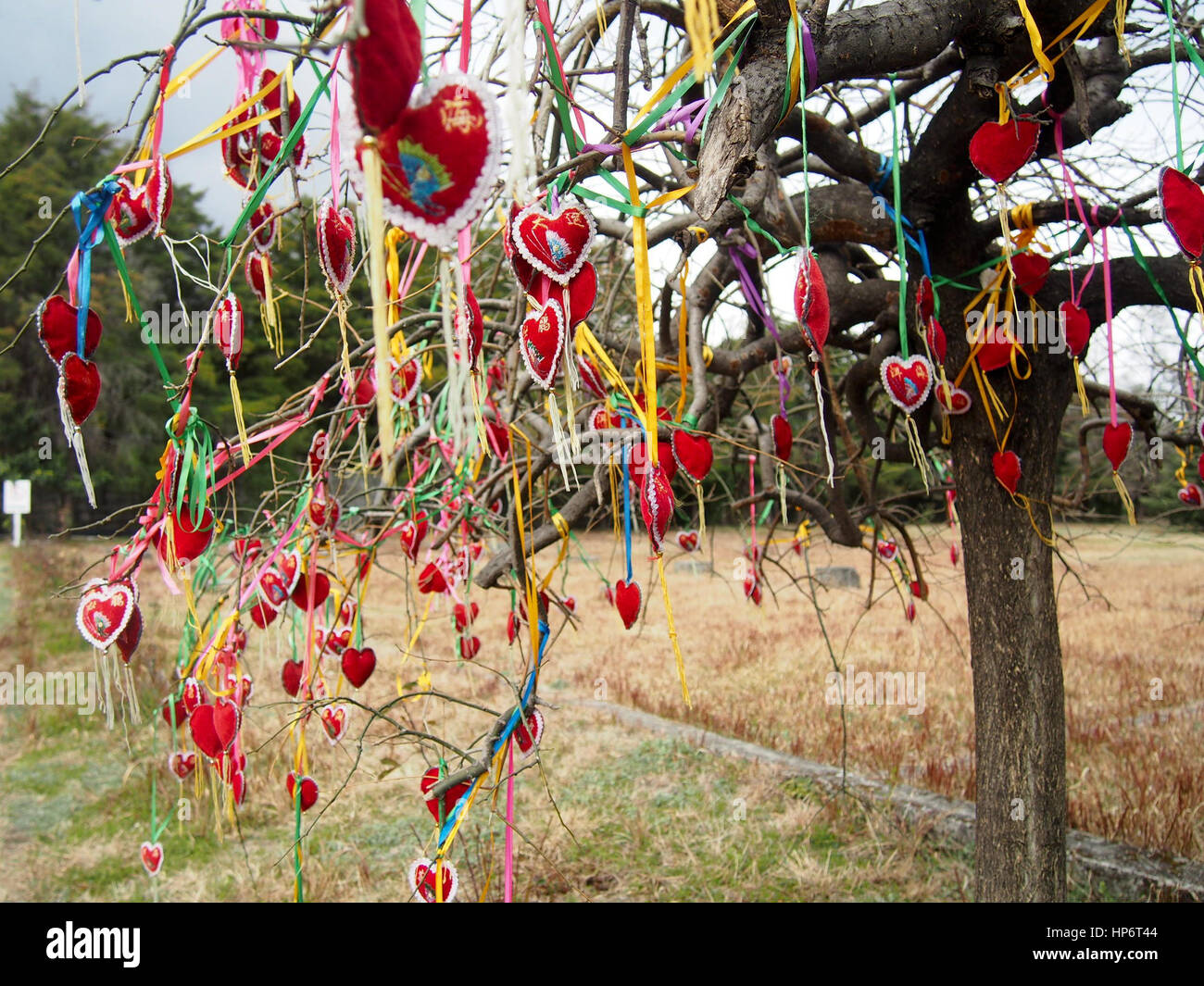 Red hearts hung on a tree using colorful ribbon at Cangshan Mountain in ...